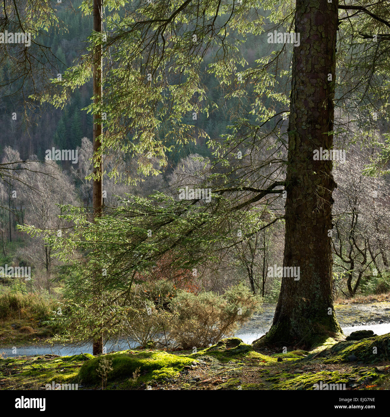 Winter colour from stems of tree branches foliage in the Gwydyr Forest ...