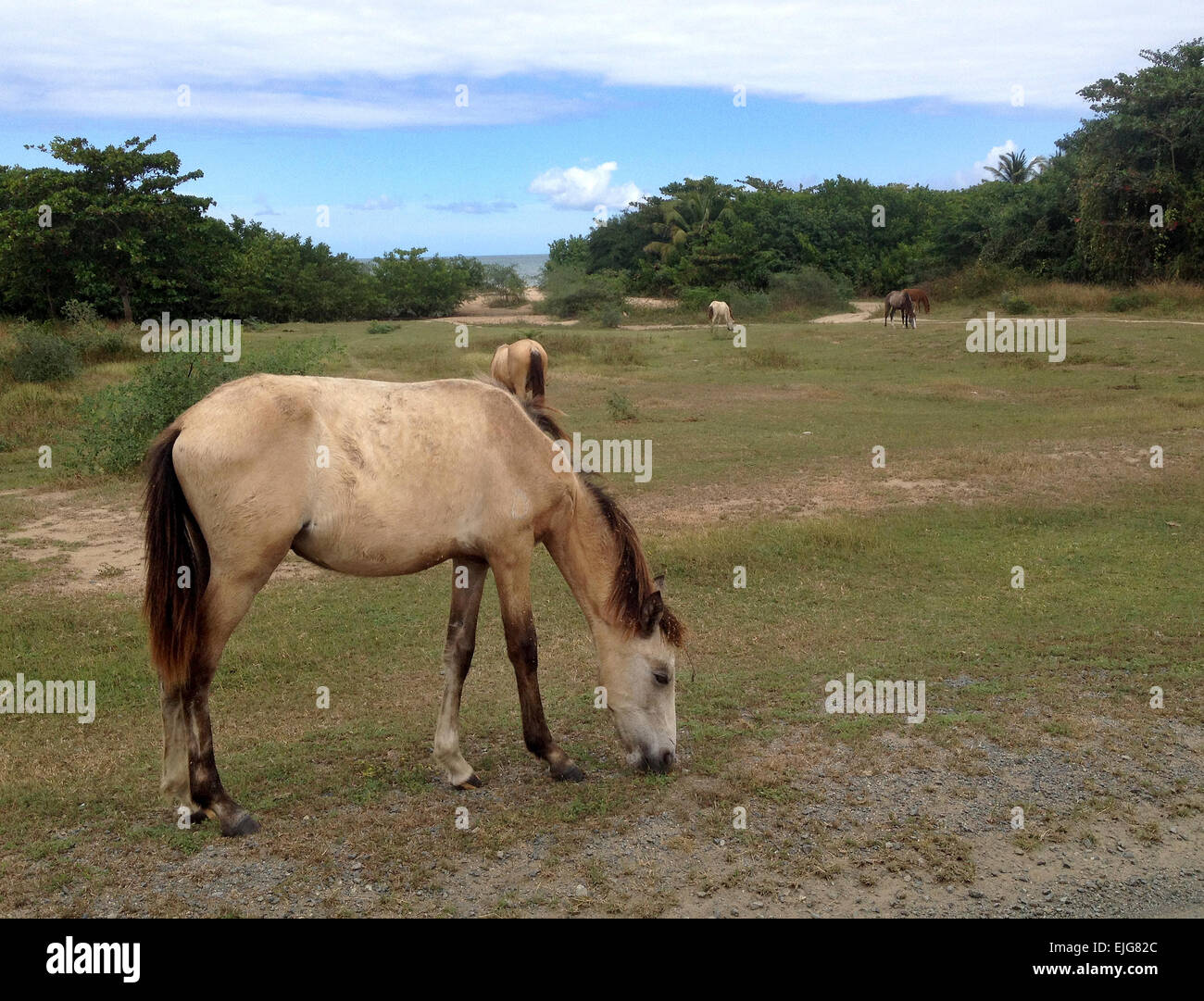 With his horse rico hi-res stock photography and images - Alamy
