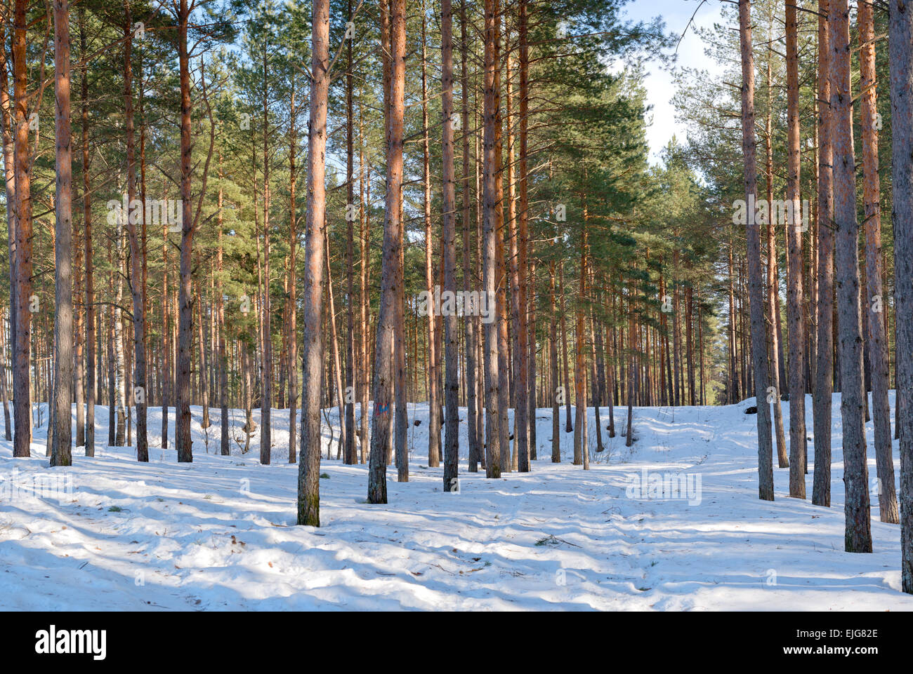 Estonian forest path hi-res stock photography and images - Alamy
