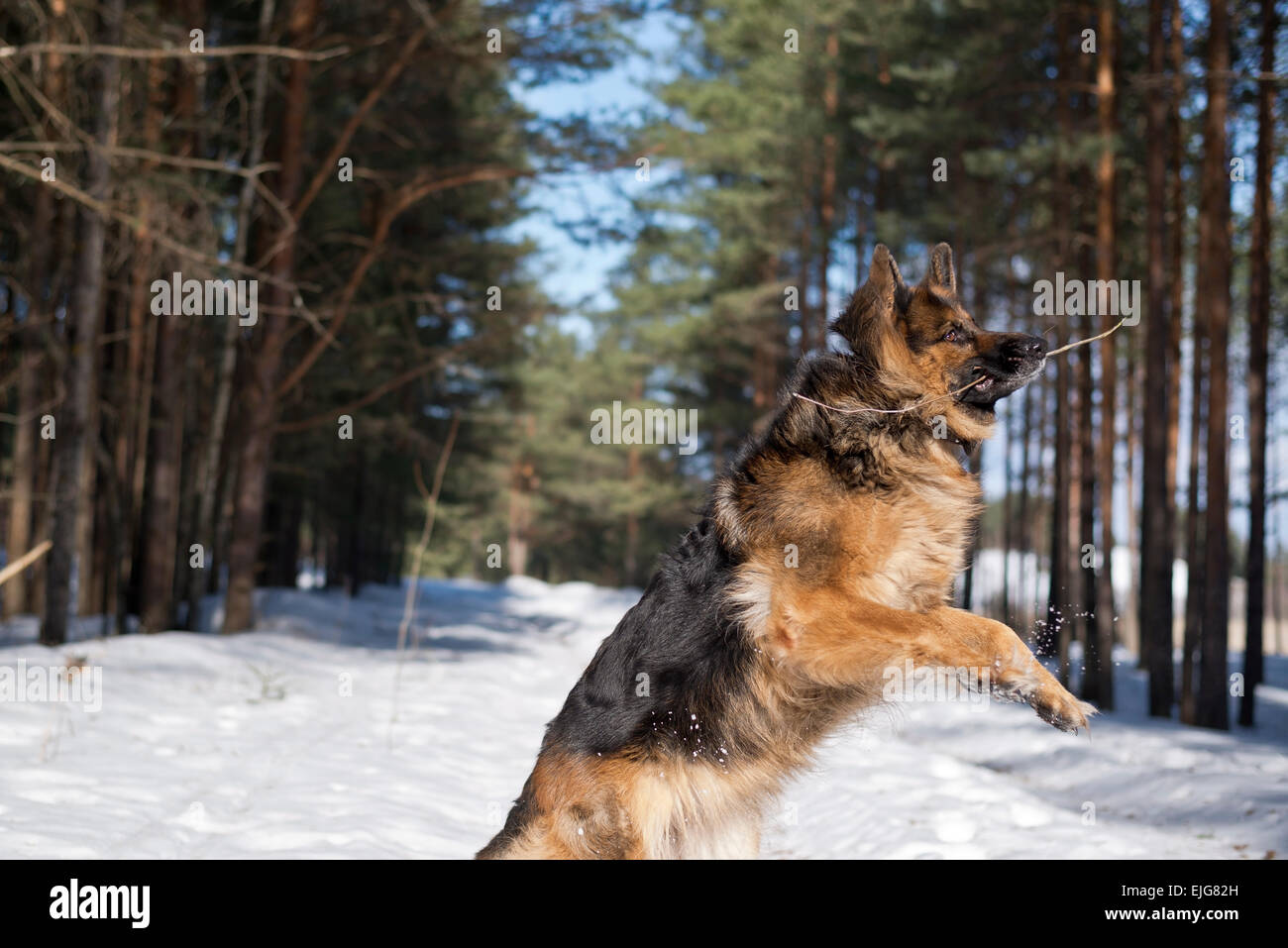 German shepherd dog jumping catching hi-res stock photography and ...