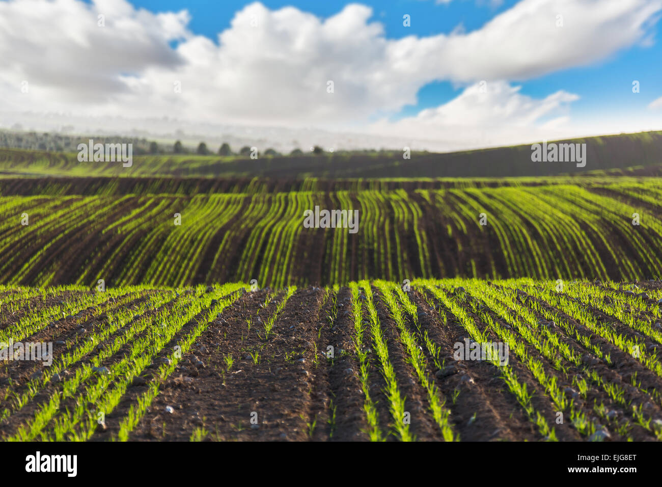 landscape the field planted with agricultural crops Stock Photo - Alamy