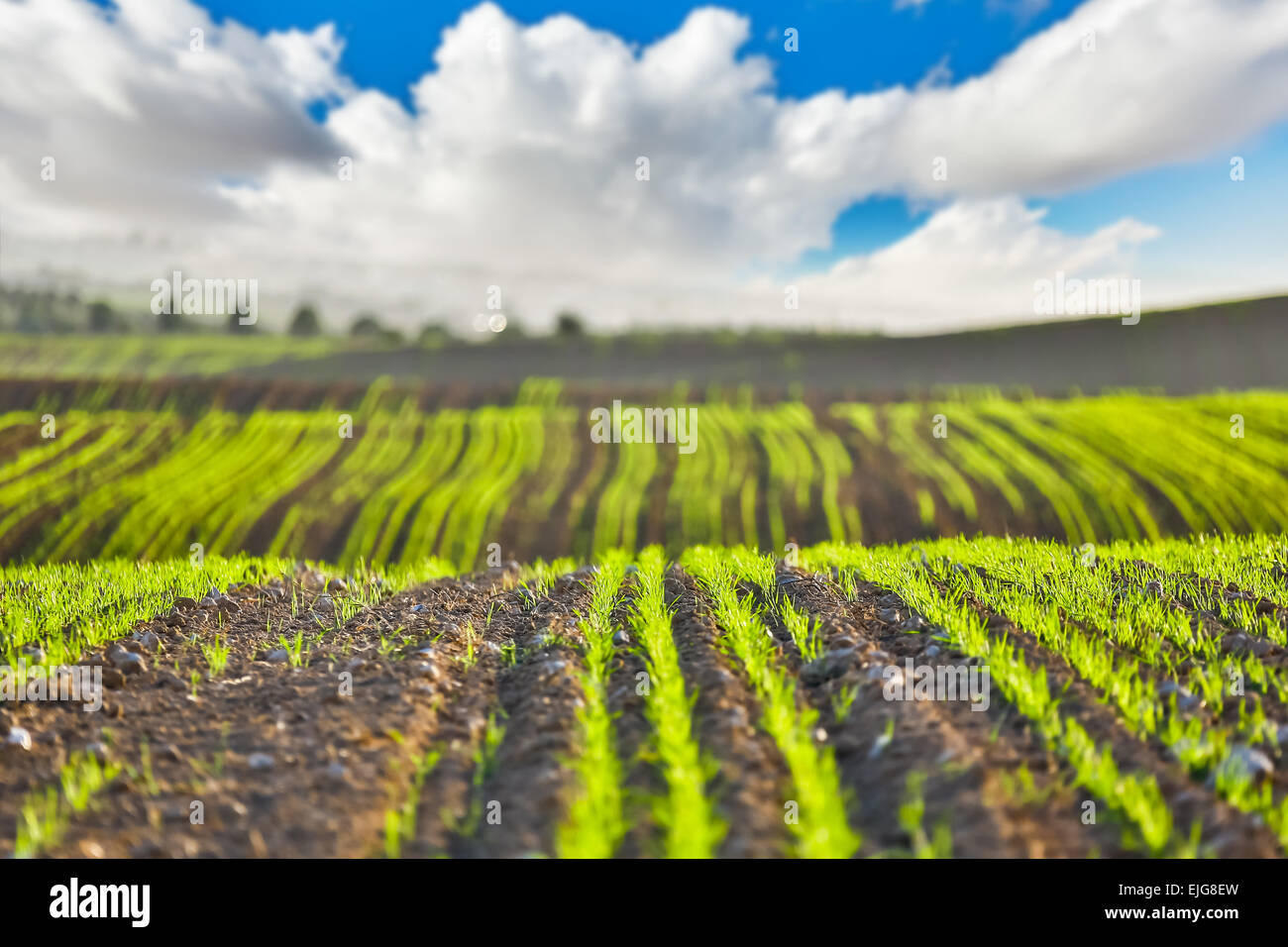scenery the field planted with agricultural crops Stock Photo - Alamy