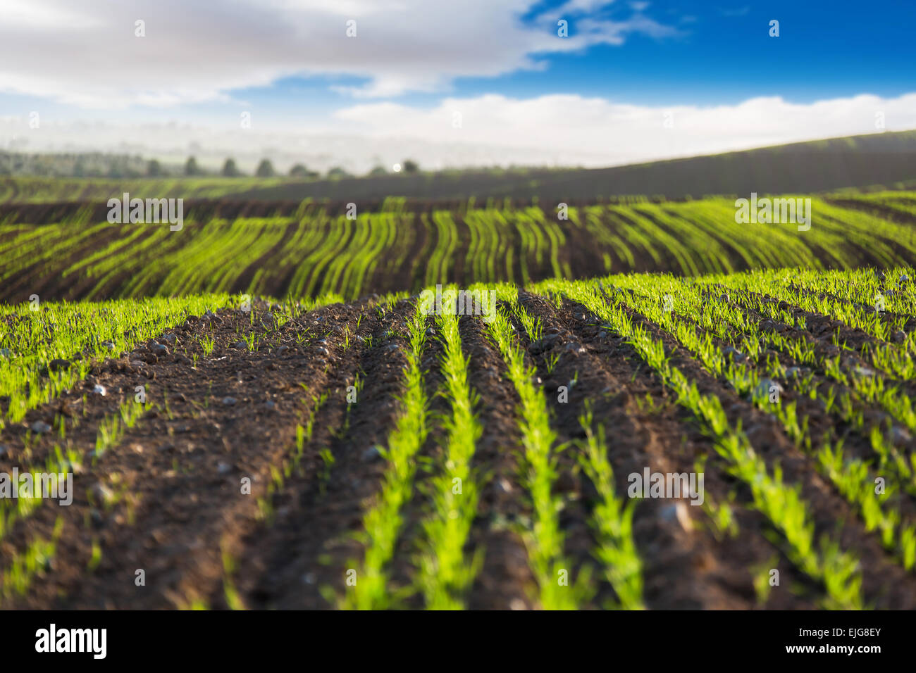 the field scenery with rising agricultural crops Stock Photo - Alamy
