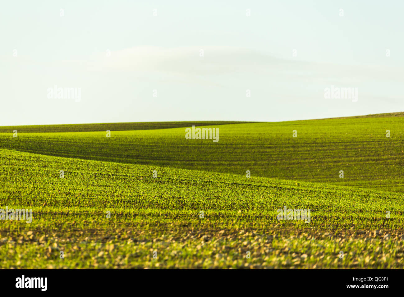 the rural landscape with rising agricultural crops Stock Photo - Alamy