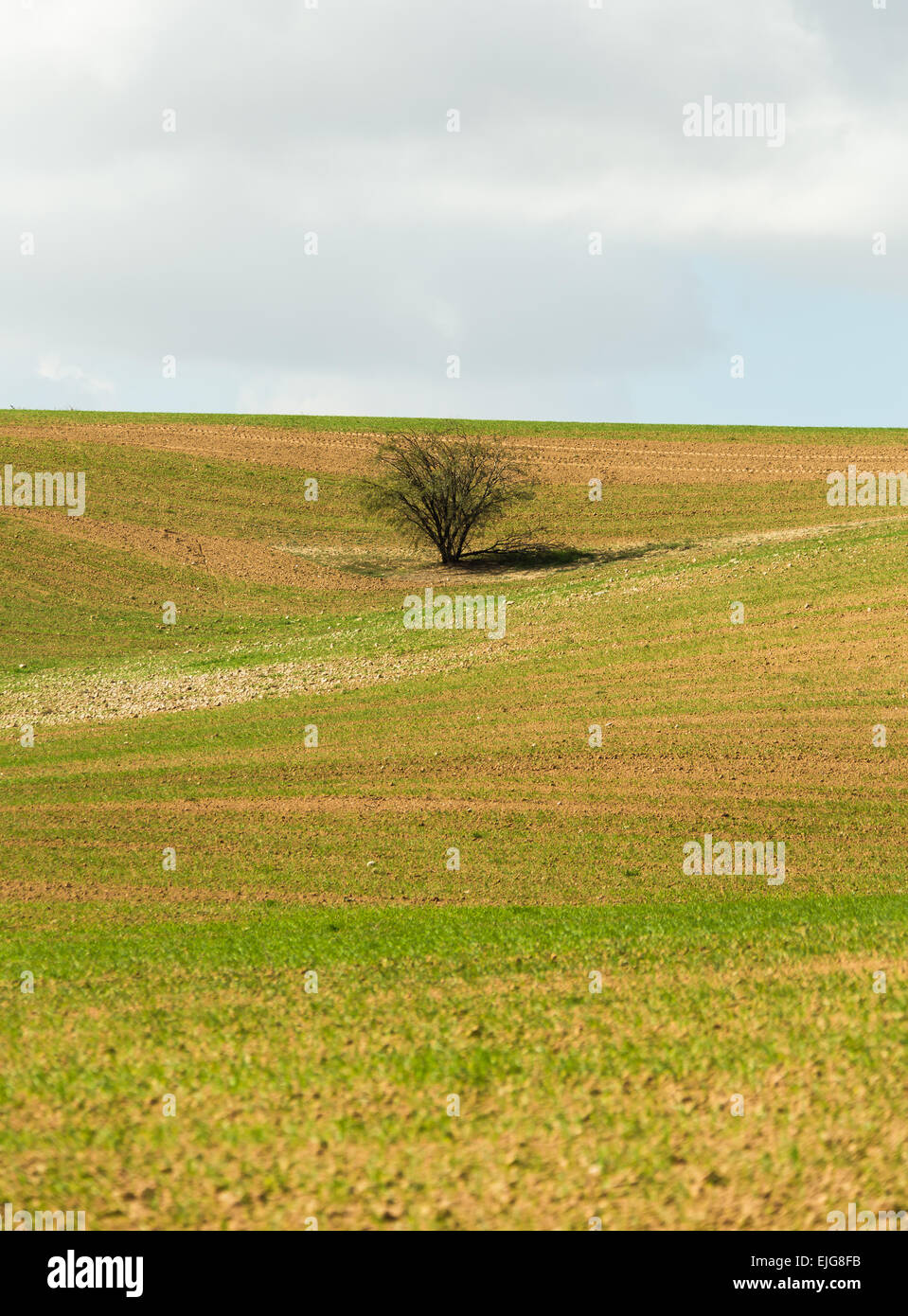 one tree growing in a field, rural landscape Stock Photo - Alamy