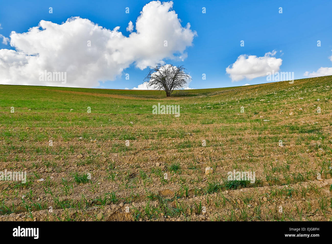 one tree growing in the field on a background of blue sky Stock Photo ...