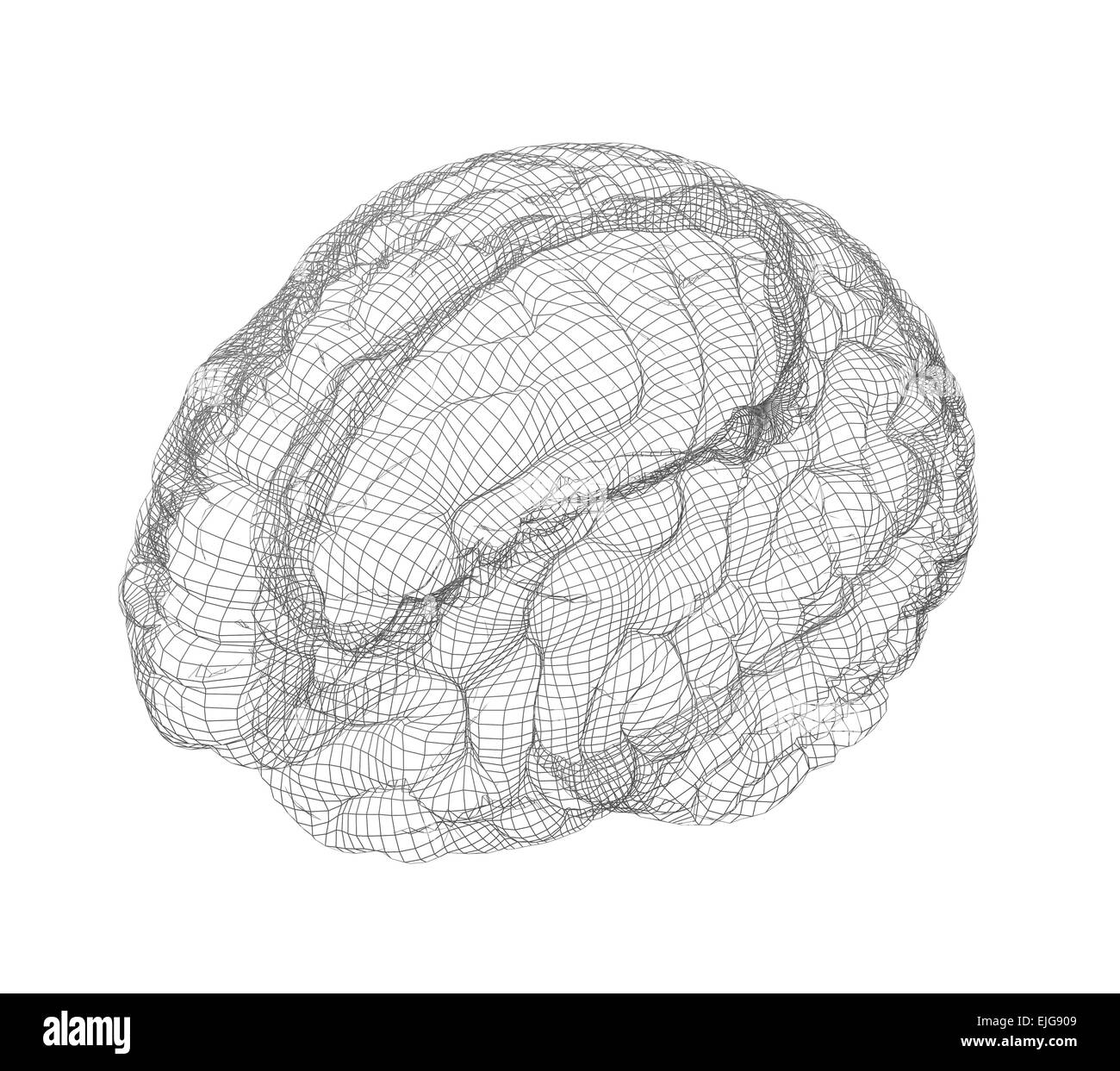 Brain region Cut Out Stock Images & Pictures - Alamy