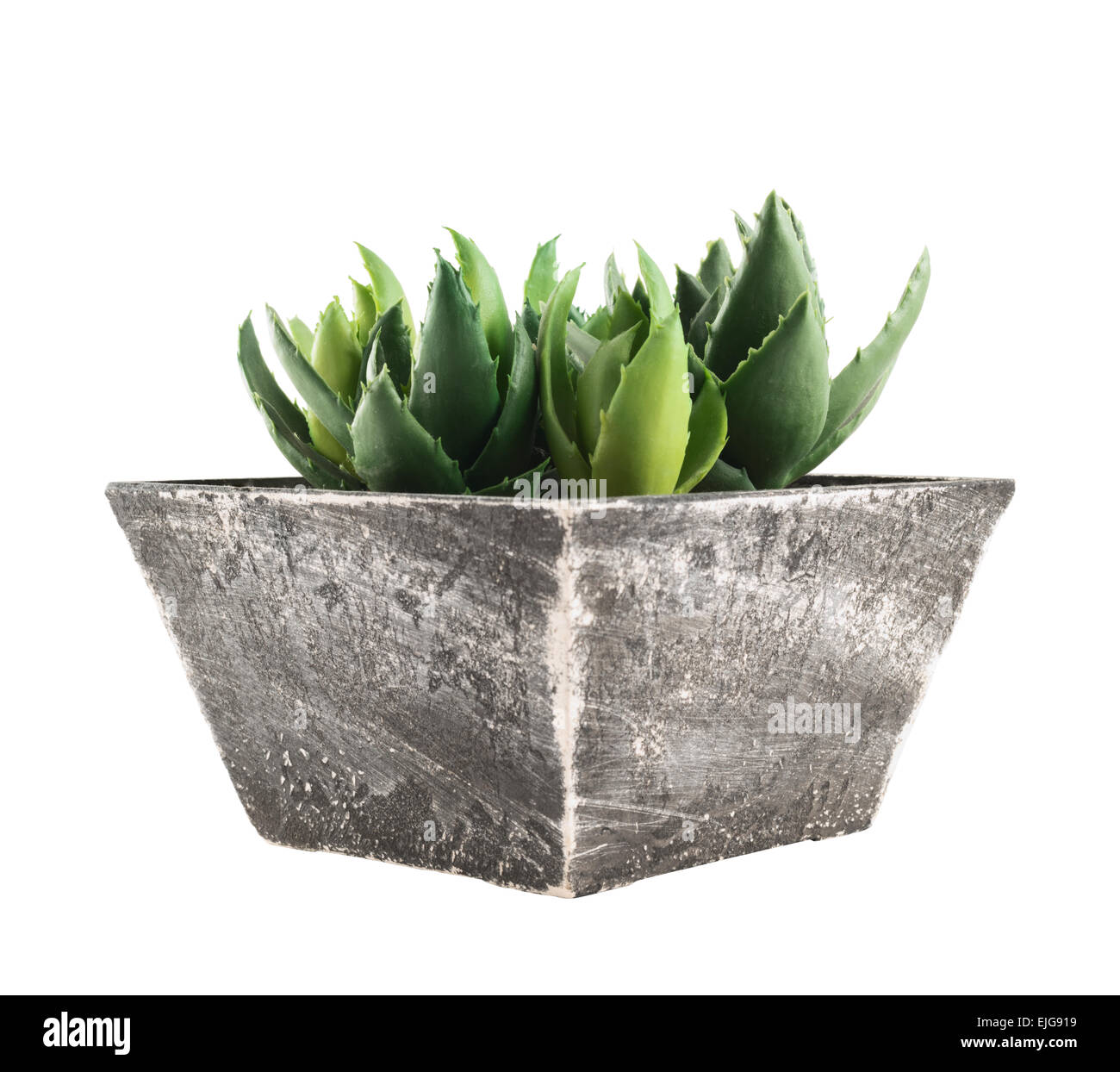 Aloe house plant in a pot, isolated Stock Photo - Alamy