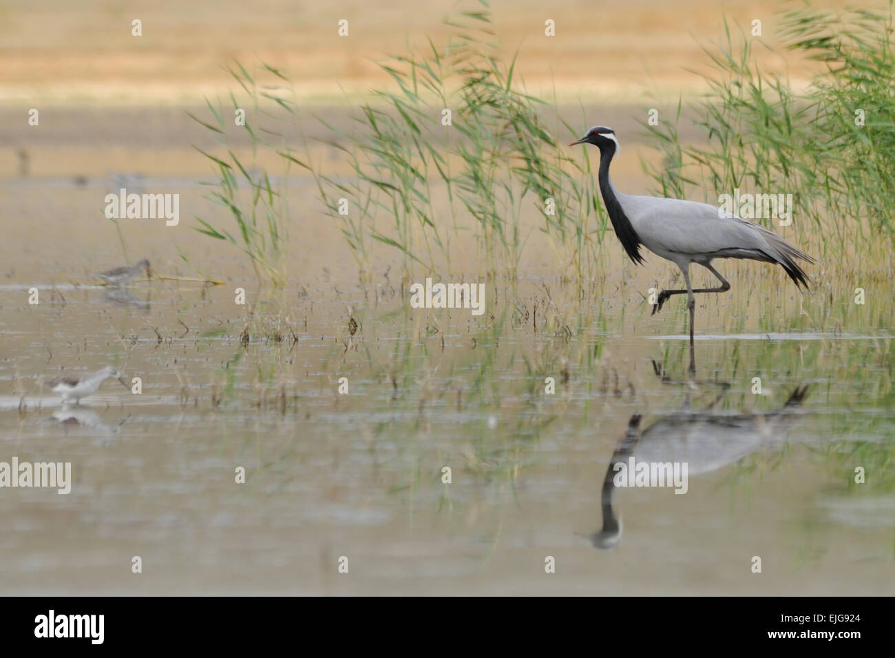Demoiselle crane on Manych lake Stock Photo - Alamy