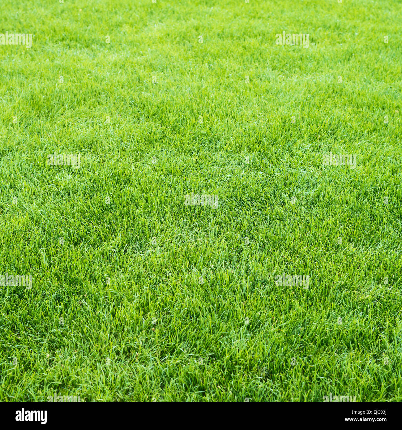 Green grass field Stock Photo - Alamy