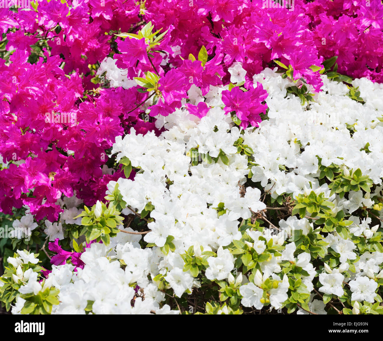 Composition of flowers Stock Photo - Alamy