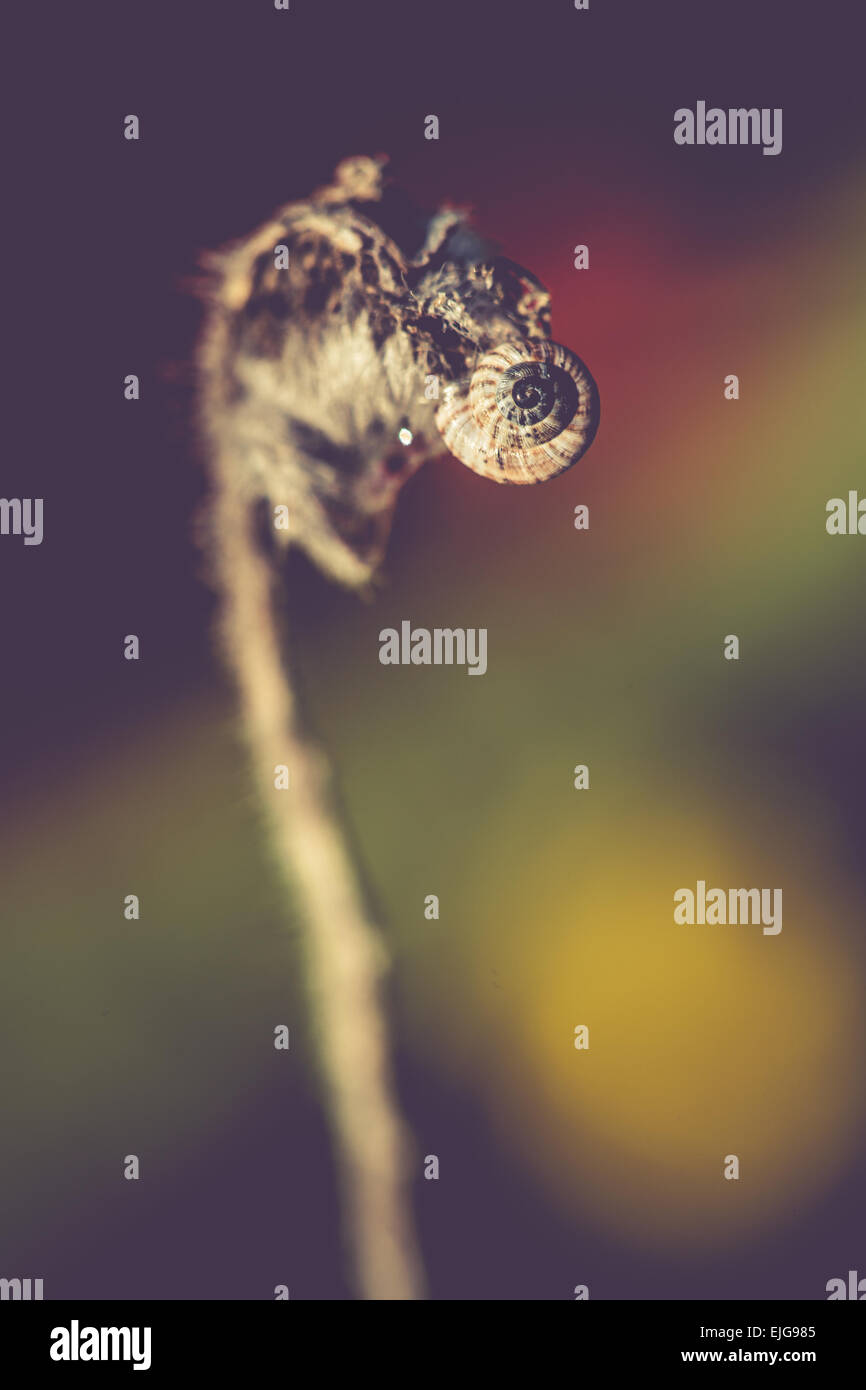 germ of a flower close-up on a dark background Stock Photo - Alamy