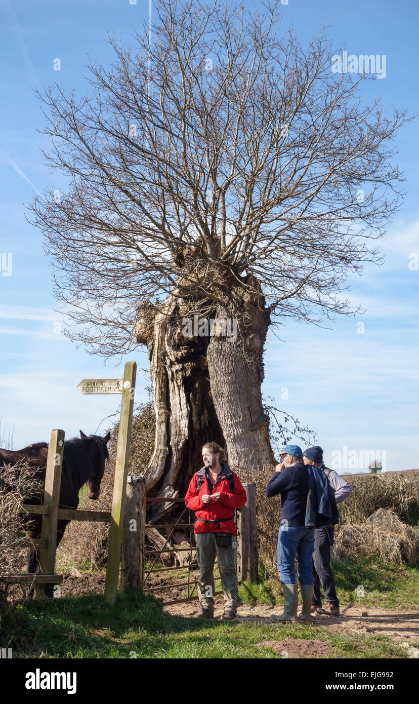 Walkers beside an ancient hollow pollard oak tree in early spring at ...
