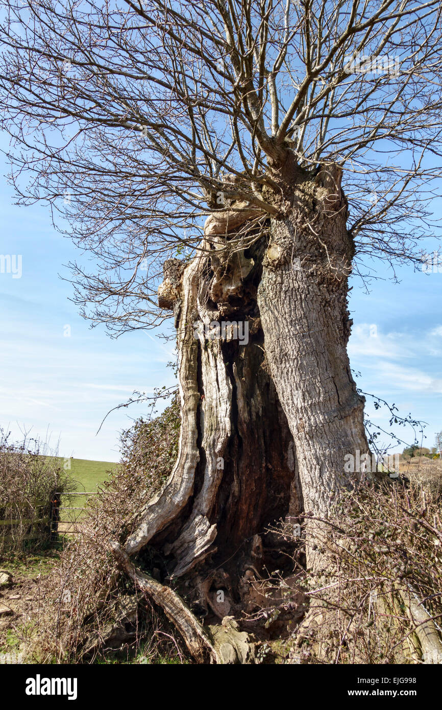 An ancient hollow pollard oak tree in early spring at Clifford ...