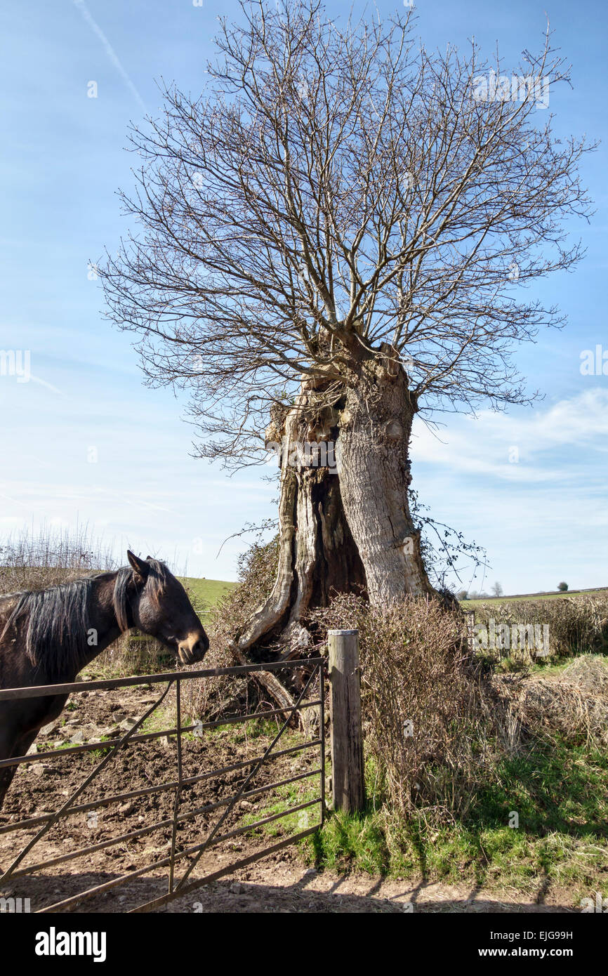 An ancient hollow pollard oak tree in early spring at Clifford ...