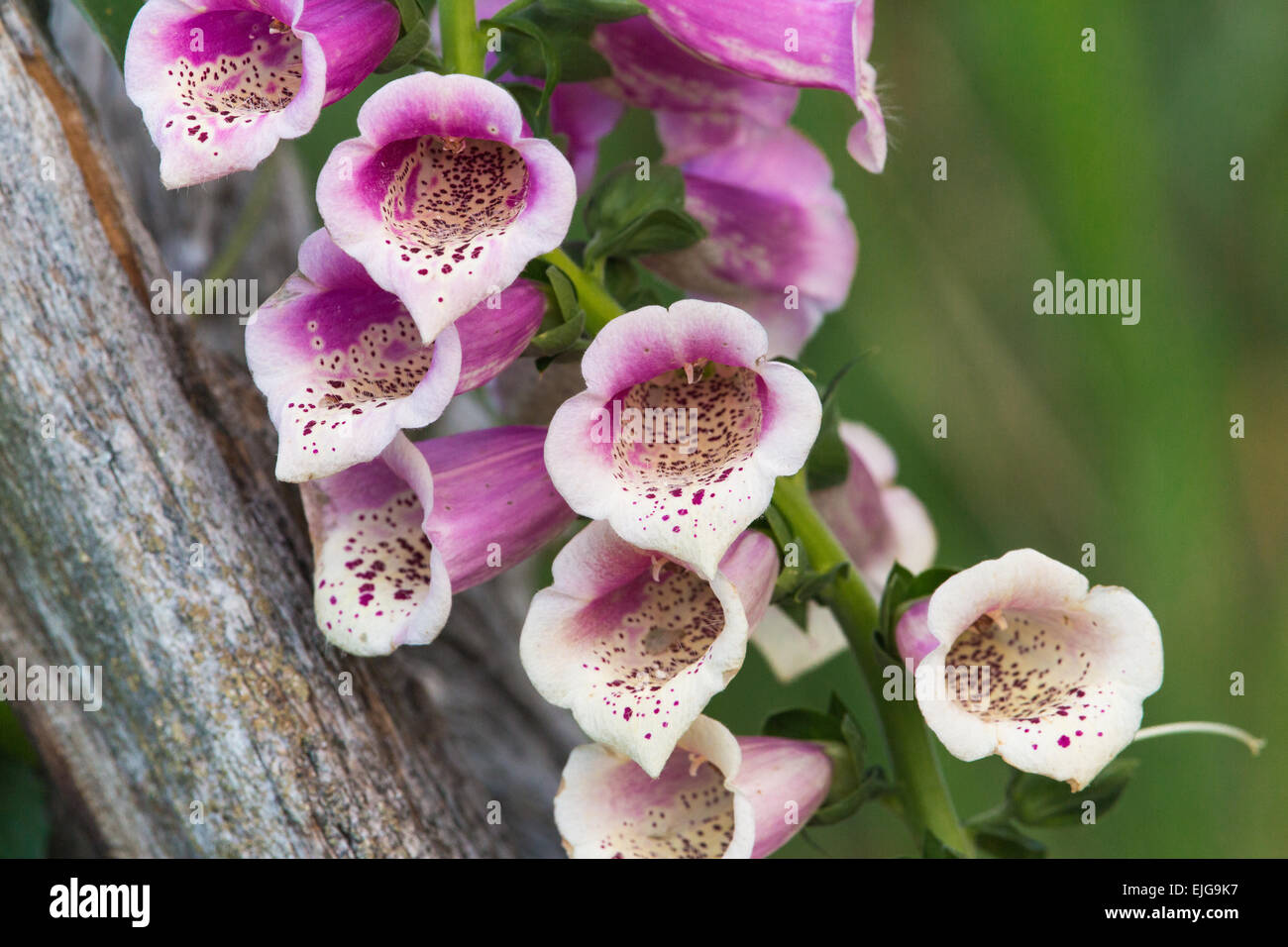 Digitalis purpurea excelsior hi-res stock photography and images - Alamy