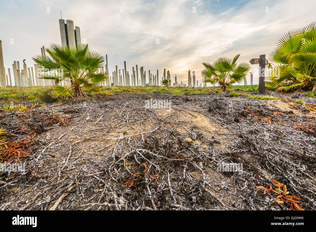 field with concrete pillars, in a rural location Stock Photo - Alamy