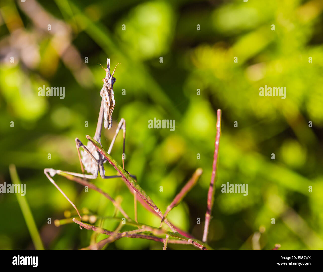 mantis insect close-up on a background green grass Stock Photo - Alamy