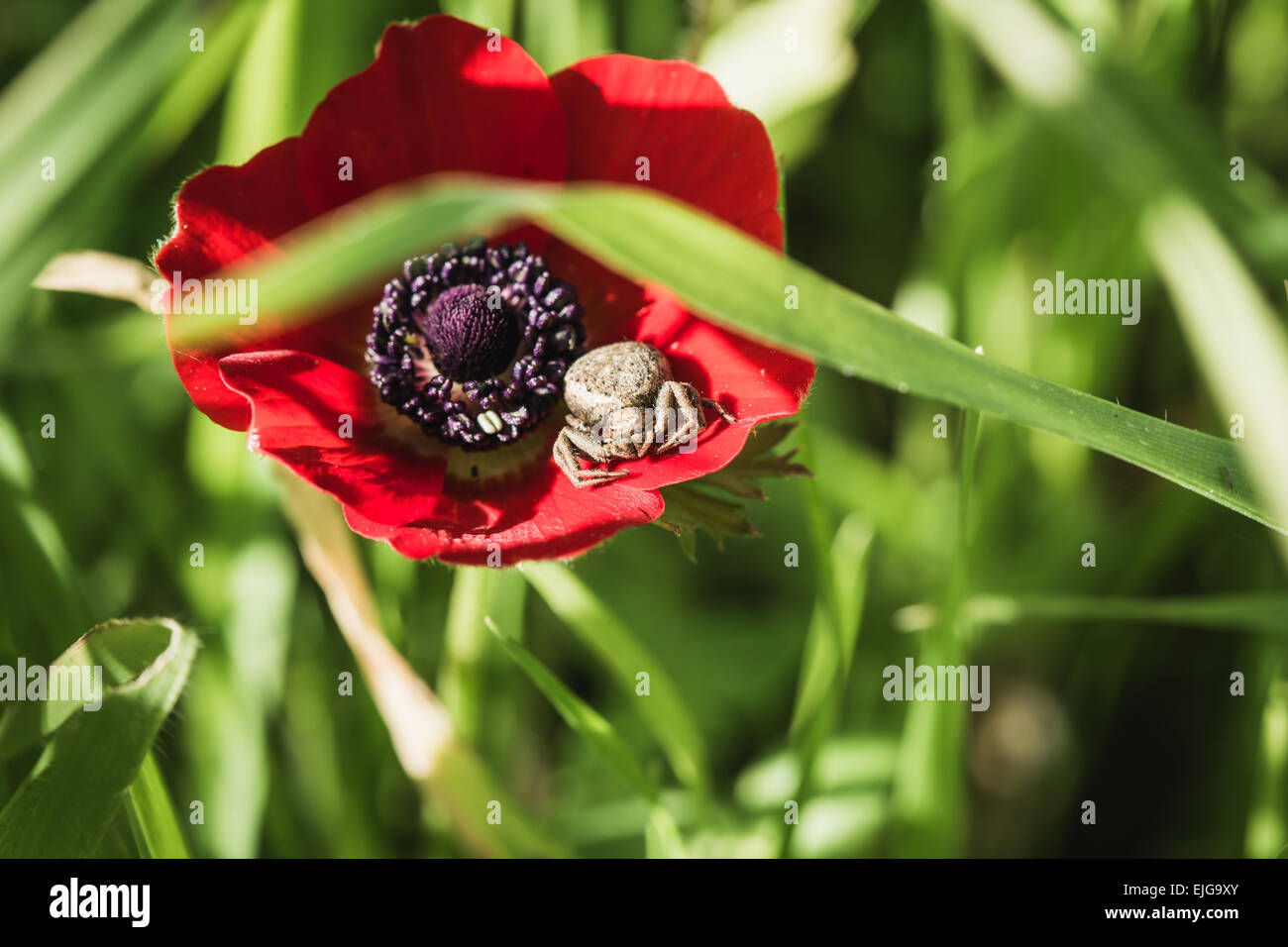 spider on the petal poppy against the background green grass Stock ...