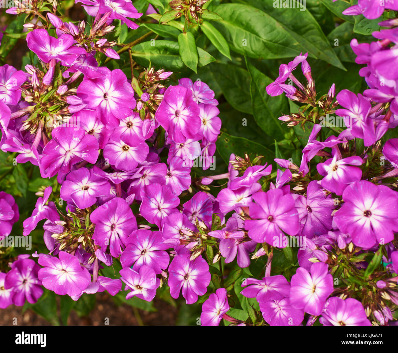 Floral background flower composition Stock Photo - Alamy