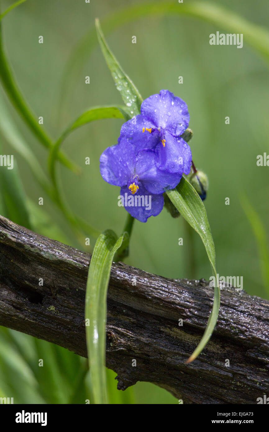 Commelinaceae Tradescantia Spiderwort Flower High Resolution Stock ...