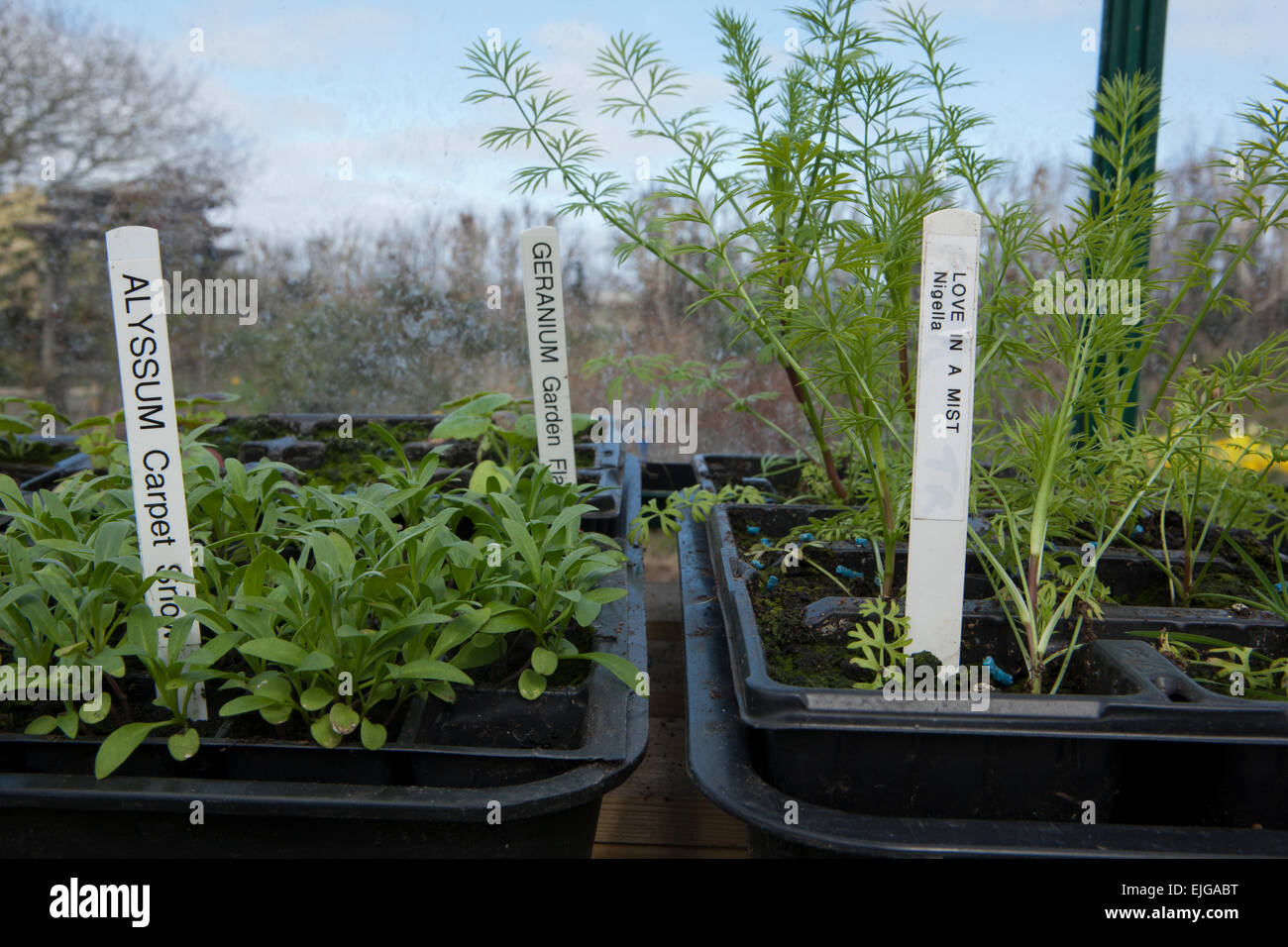 Printing labels for garden plants, using a Brother hand printer in a ...