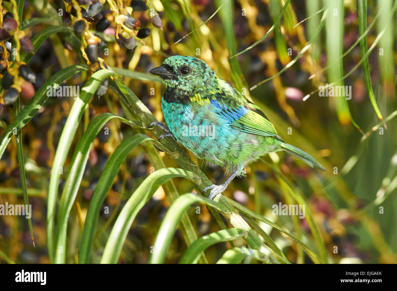 Green Headed Tanager High Resolution Stock Photography and Images - Alamy