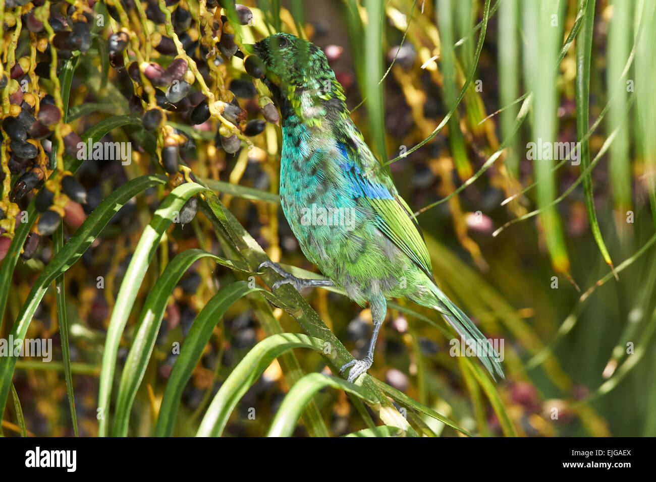 Green Headed Tanager High Resolution Stock Photography and Images - Alamy