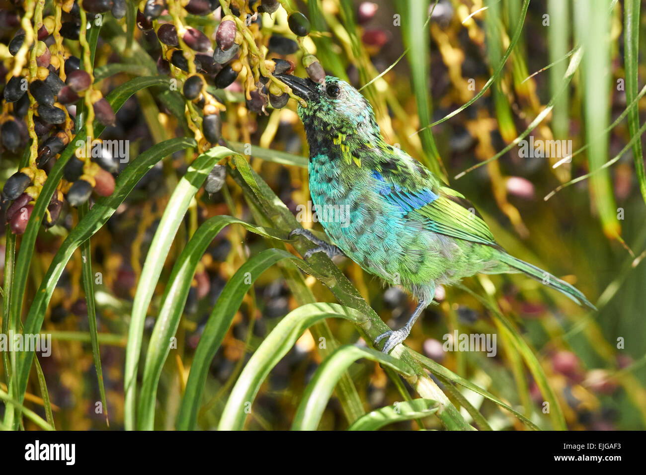 Green Headed Tanager High Resolution Stock Photography and Images - Alamy