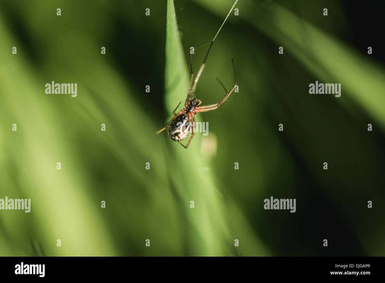 insect spider closeup on background of green grass Stock Photo - Alamy