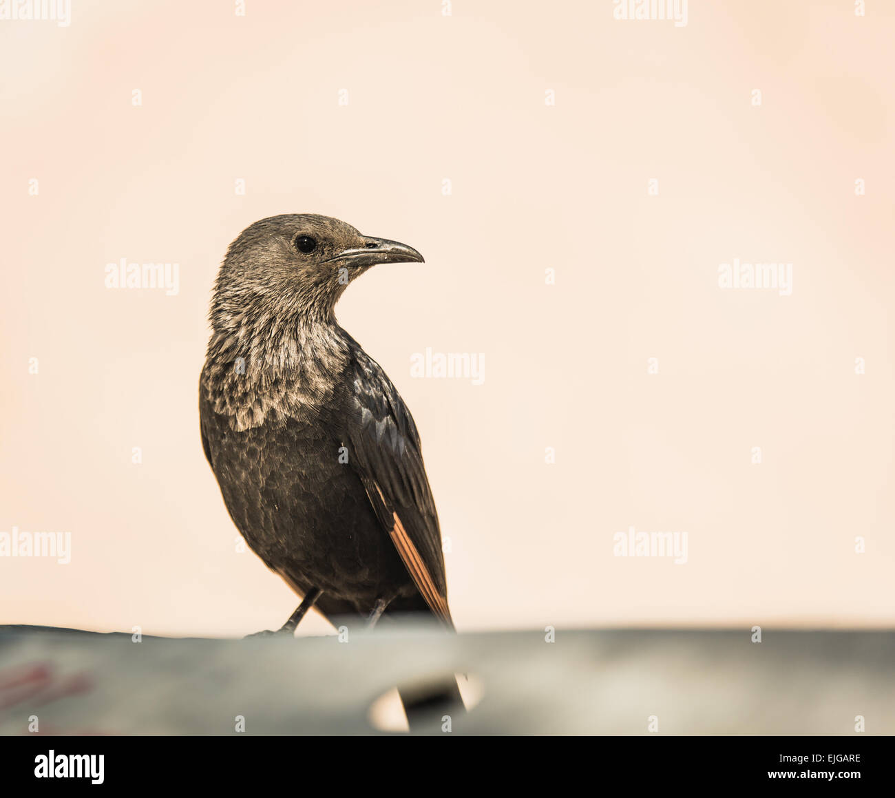 portrait of a gray bird on a light background Stock Photo - Alamy