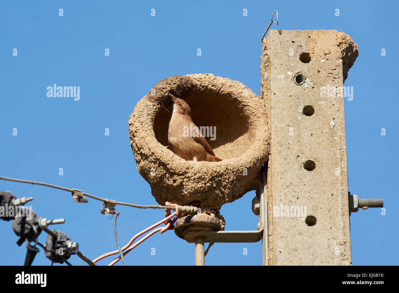 Furnariidae nest hi-res stock photography and images - Alamy