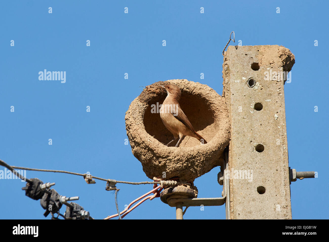 Ovenbird Stock Photos & Ovenbird Stock Images - Alamy