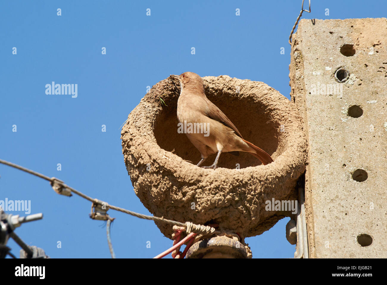 Ovenbird building its clay nest Stock Photo - Alamy
