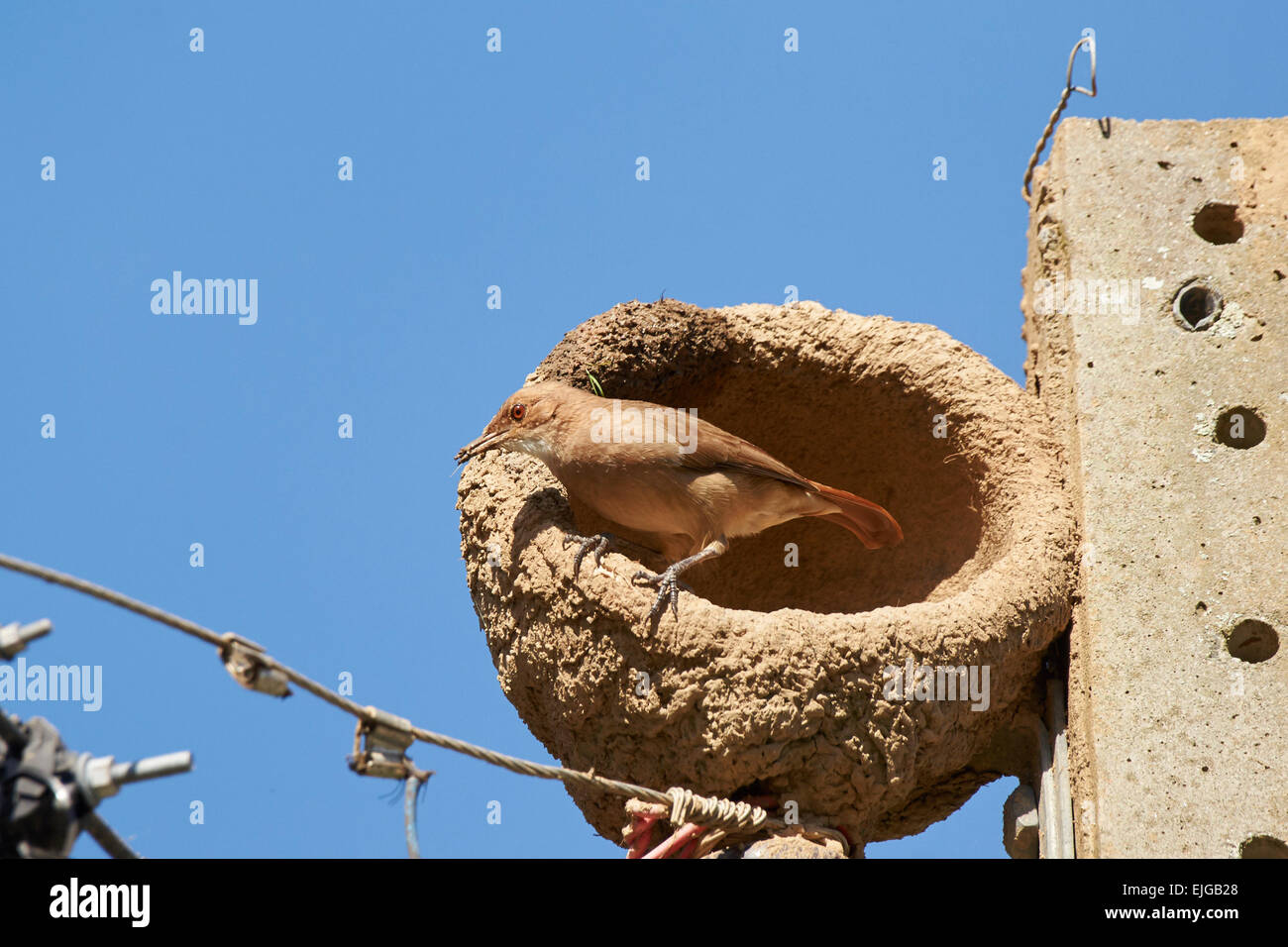 Ovenbird building clay nest hi-res stock photography and images - Alamy