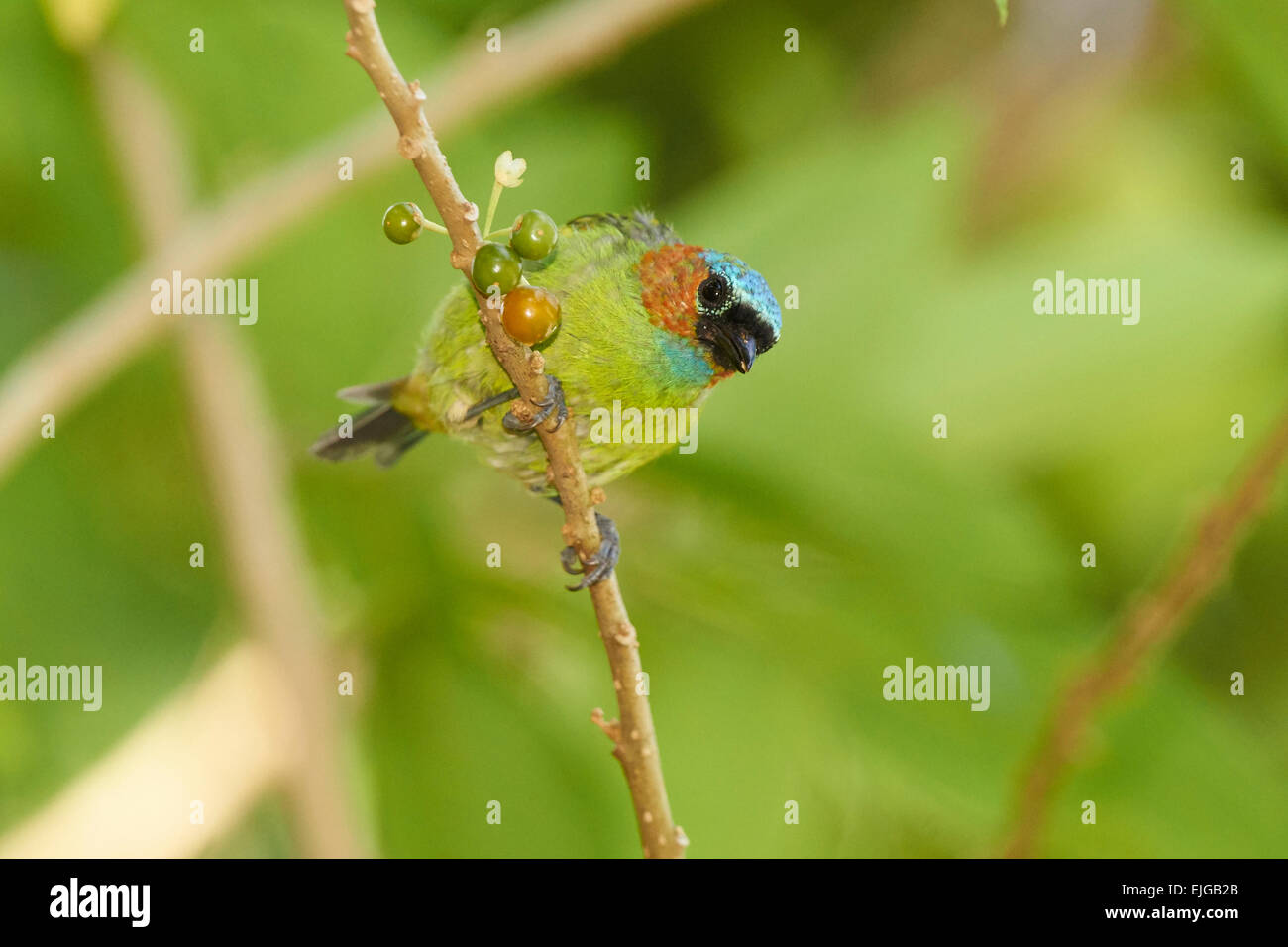 Red-necked Tanager on a branch Stock Photo - Alamy
