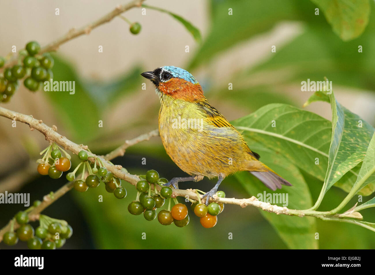 Red-necked Tanager on a branch Stock Photo - Alamy
