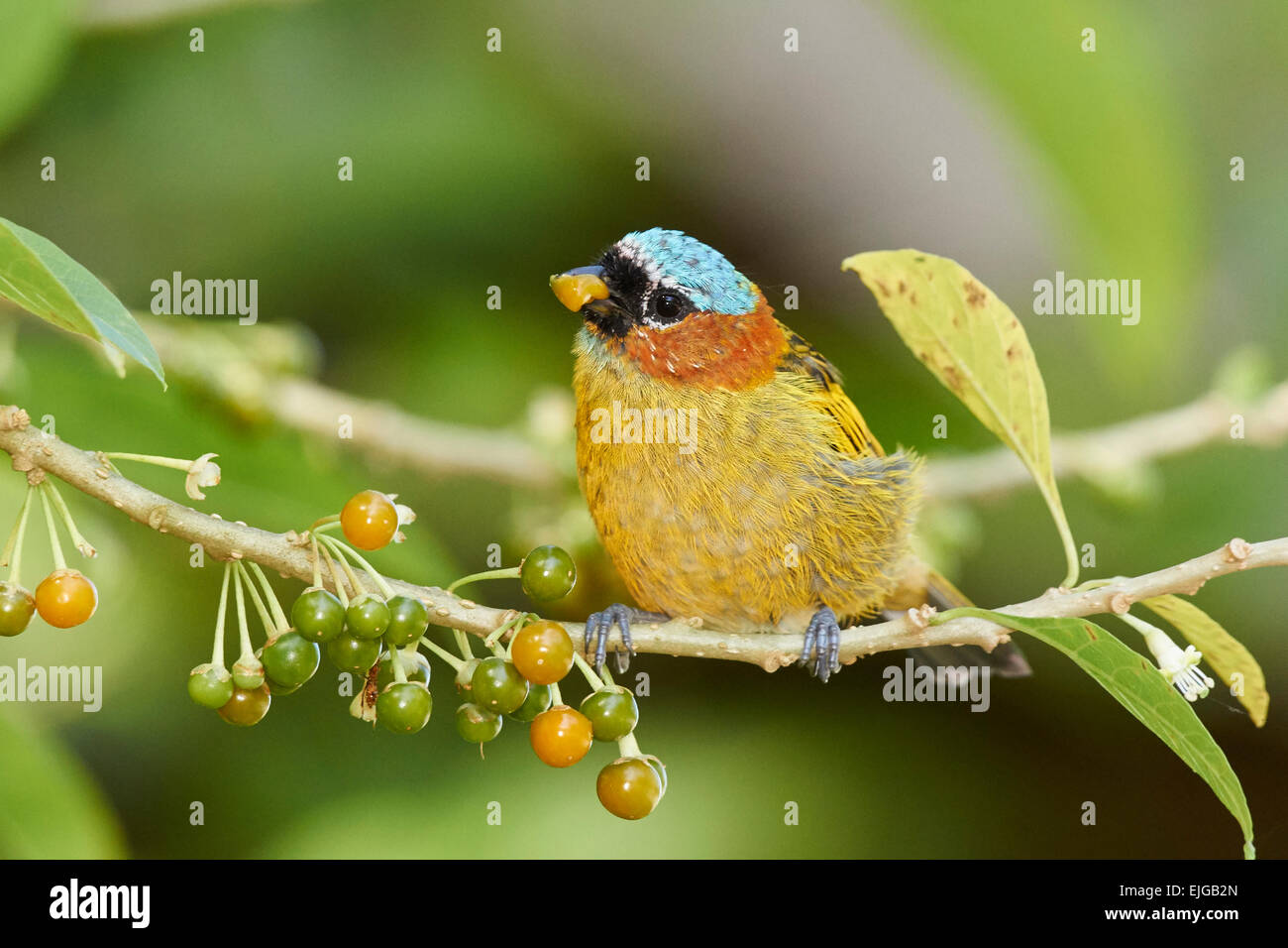 Red-necked Tanager on a branch feeding on berries Stock Photo - Alamy
