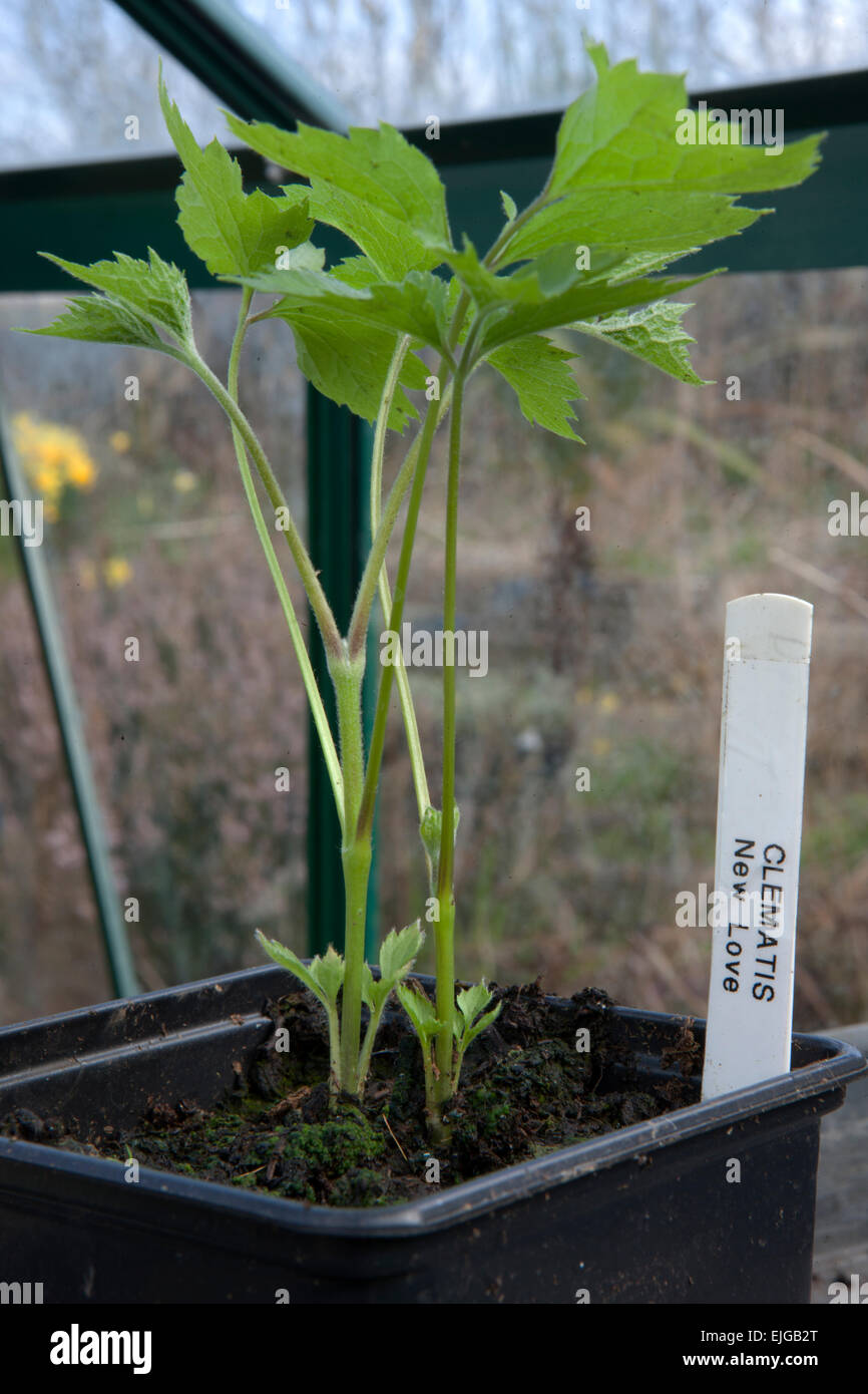 Using plants hi-res stock photography and images - Alamy