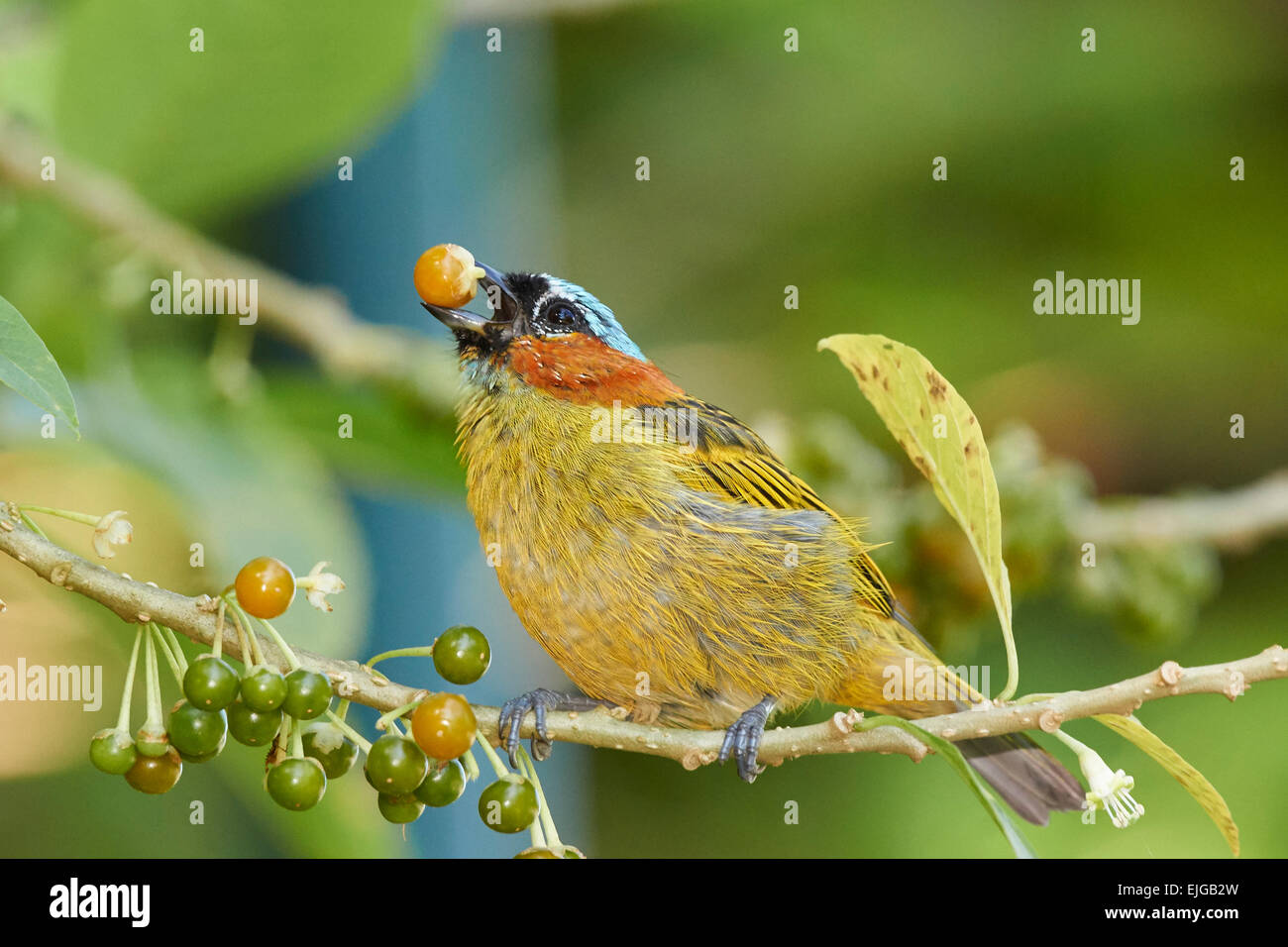 Red-necked Tanager on a branch Stock Photo - Alamy