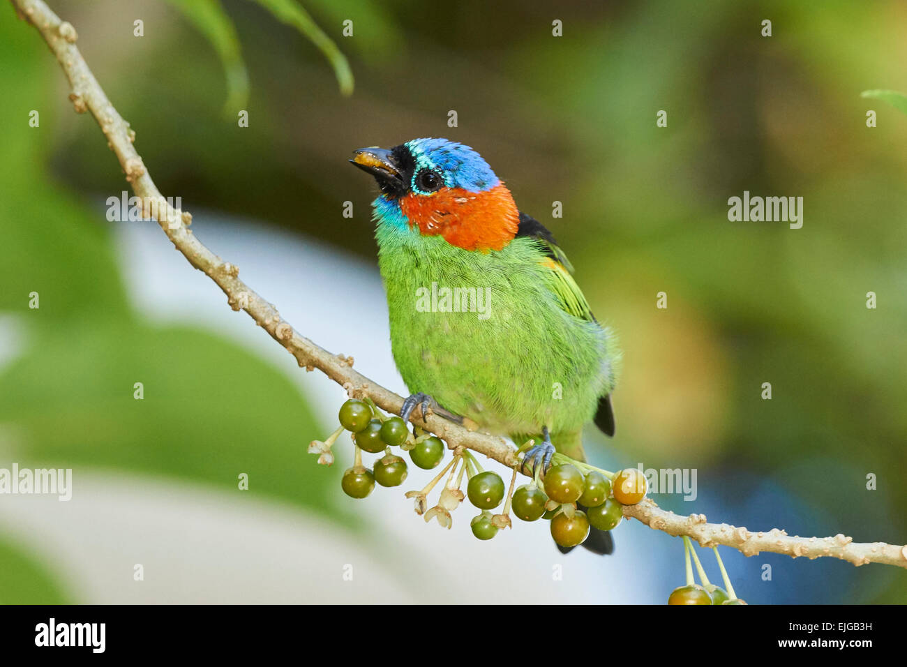 Red-necked Tanager on a branch Stock Photo - Alamy