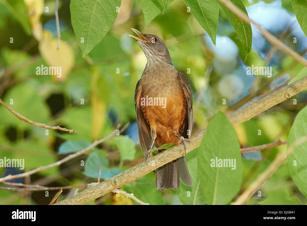 Singing Rufous-bellied Thrush Stock Photo - Alamy