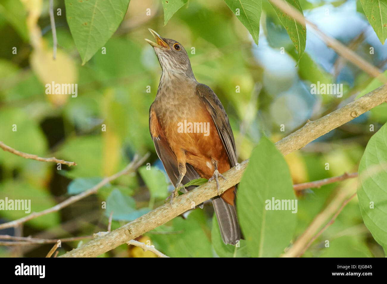 Singing Rufous-bellied Thrush Stock Photo - Alamy