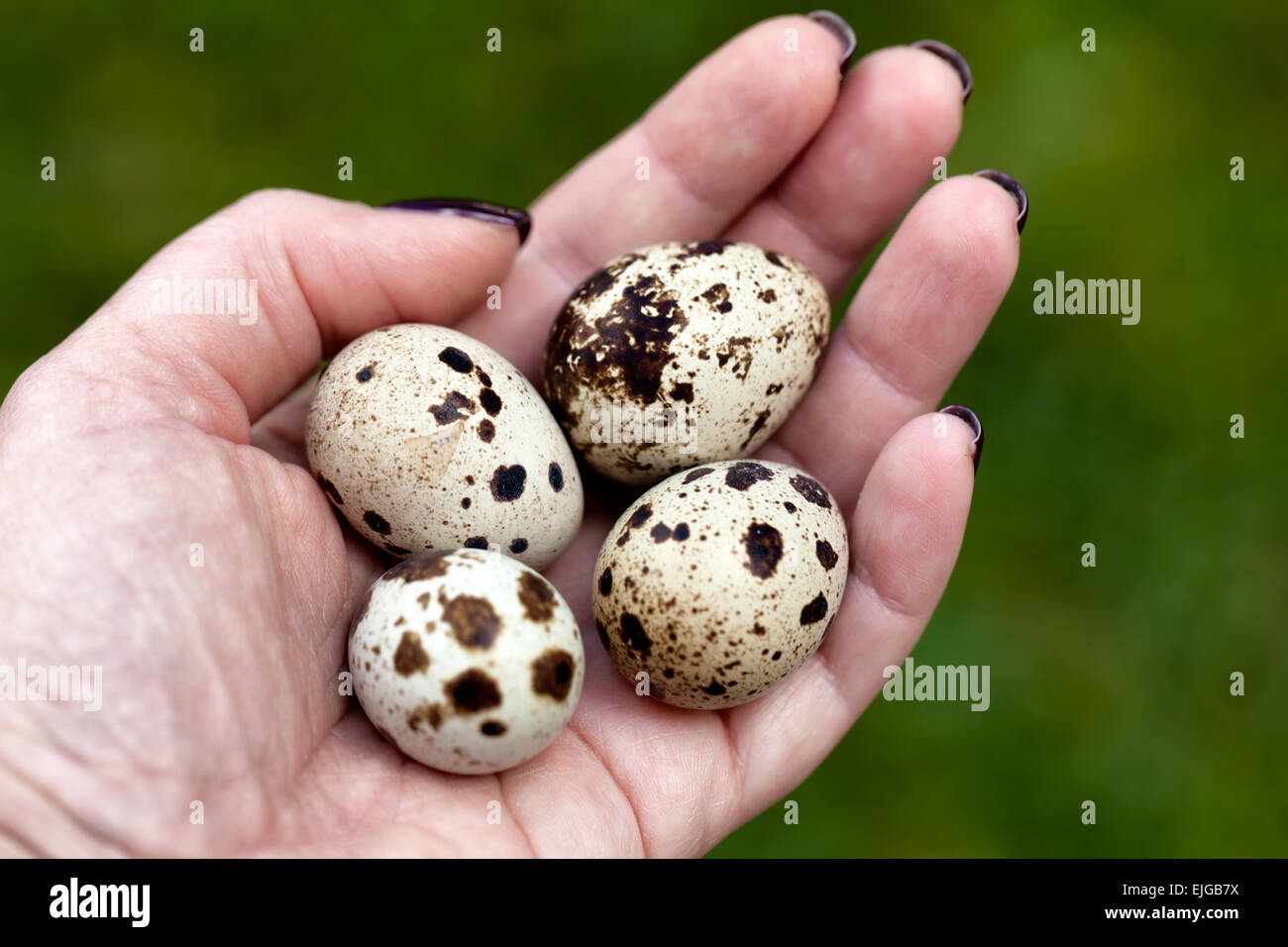 Quail Eggs In Hand Stock Photo - Alamy