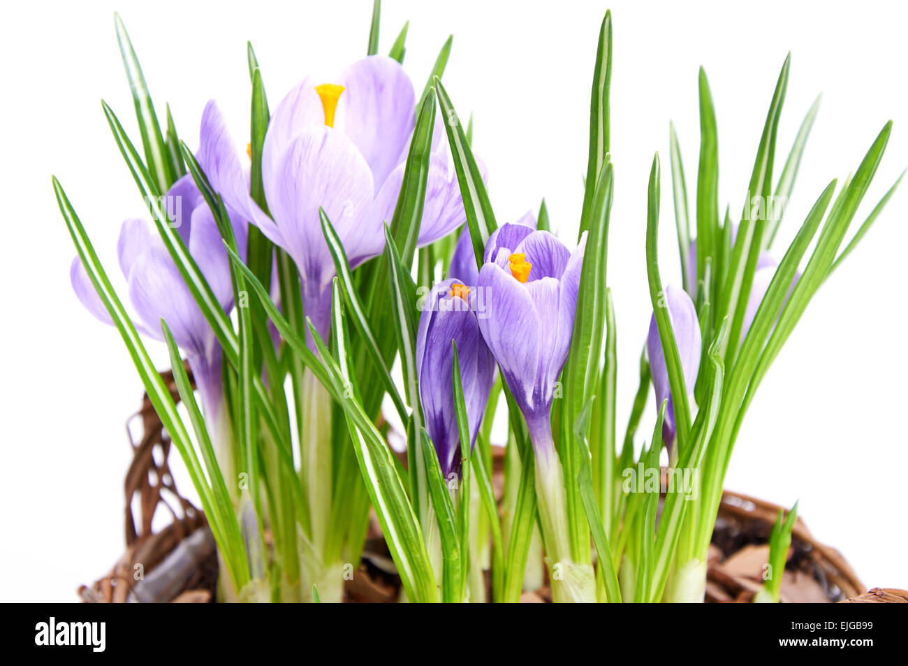 Several purple crocuses blooming in decorative basket Stock Photo - Alamy