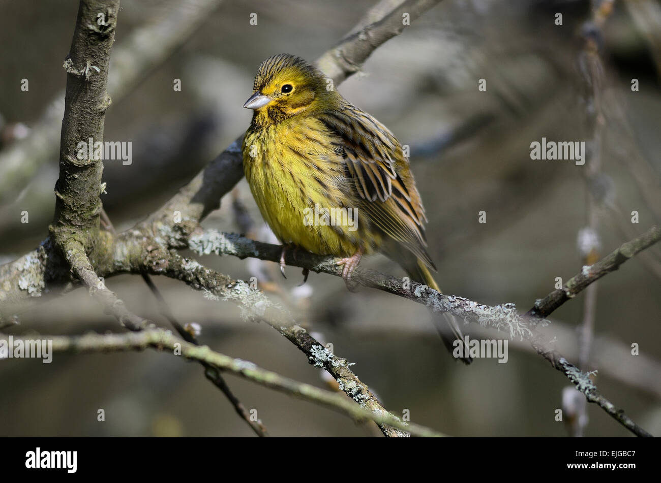 Yellowhammer close up hi-res stock photography and images - Alamy