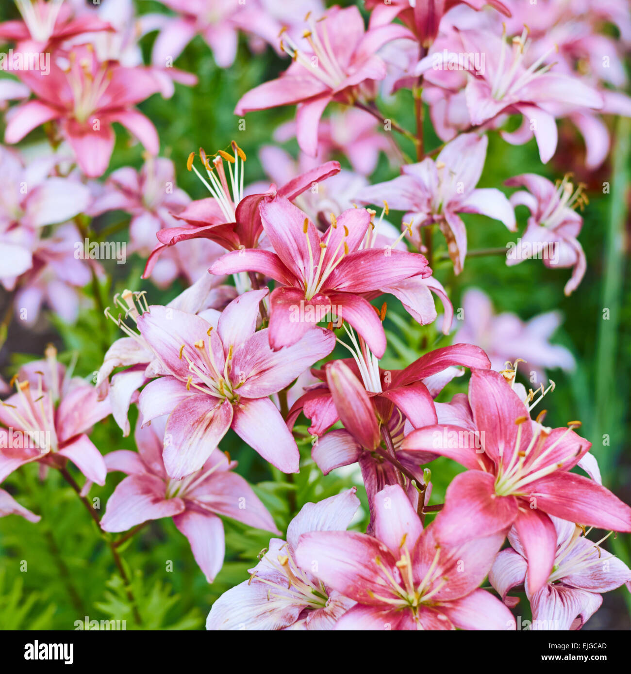 Beautiful botanical composition hi-res stock photography and images - Alamy