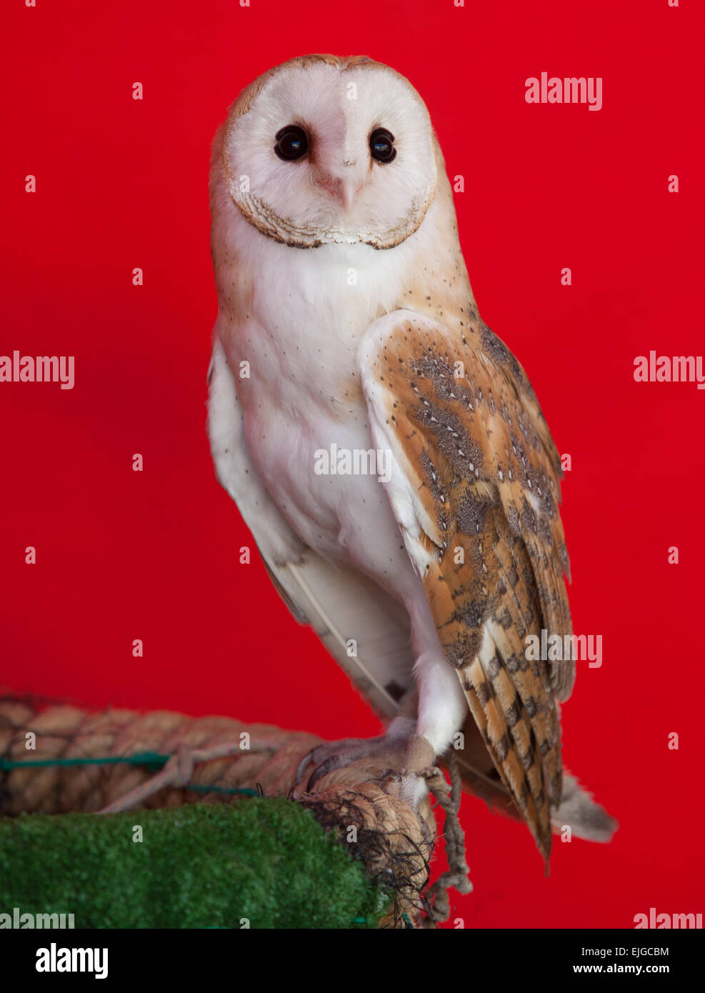 Portrait over red hi-res stock photography and images - Alamy