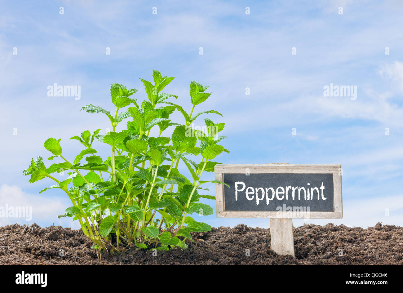 Peppermint in the garden with a wooden label Stock Photo - Alamy