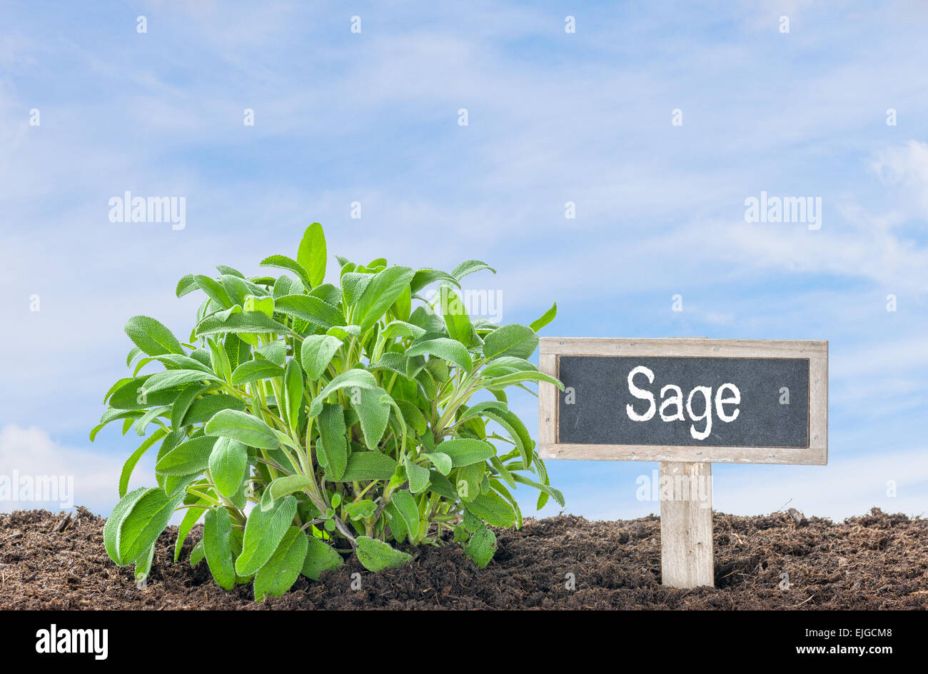 Sage garden label hi-res stock photography and images - Alamy